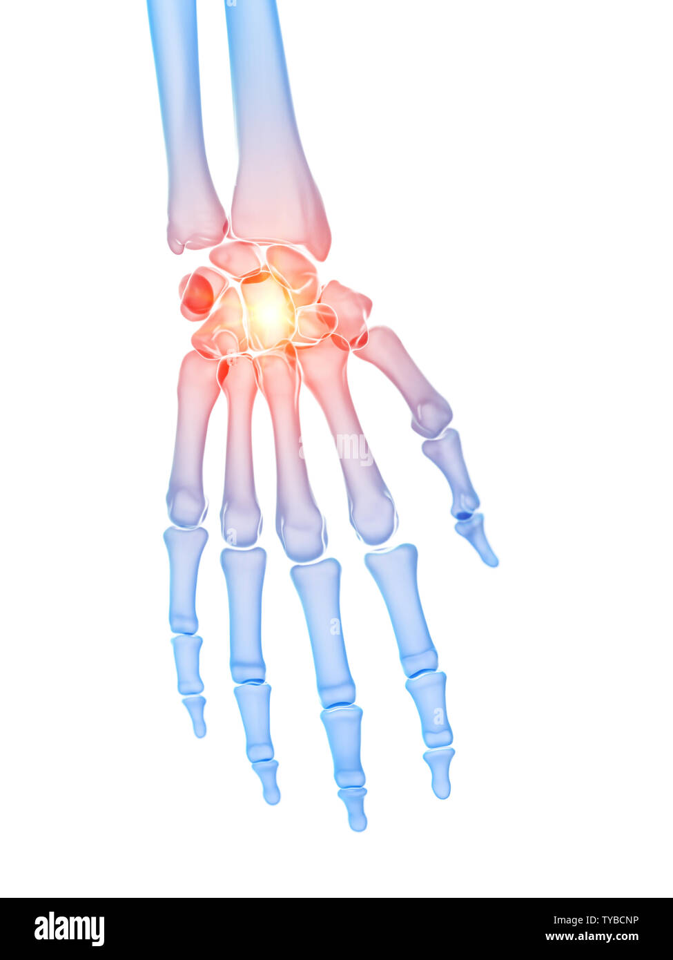 3d rendered medically accurate illustration of the hand bones showing ...