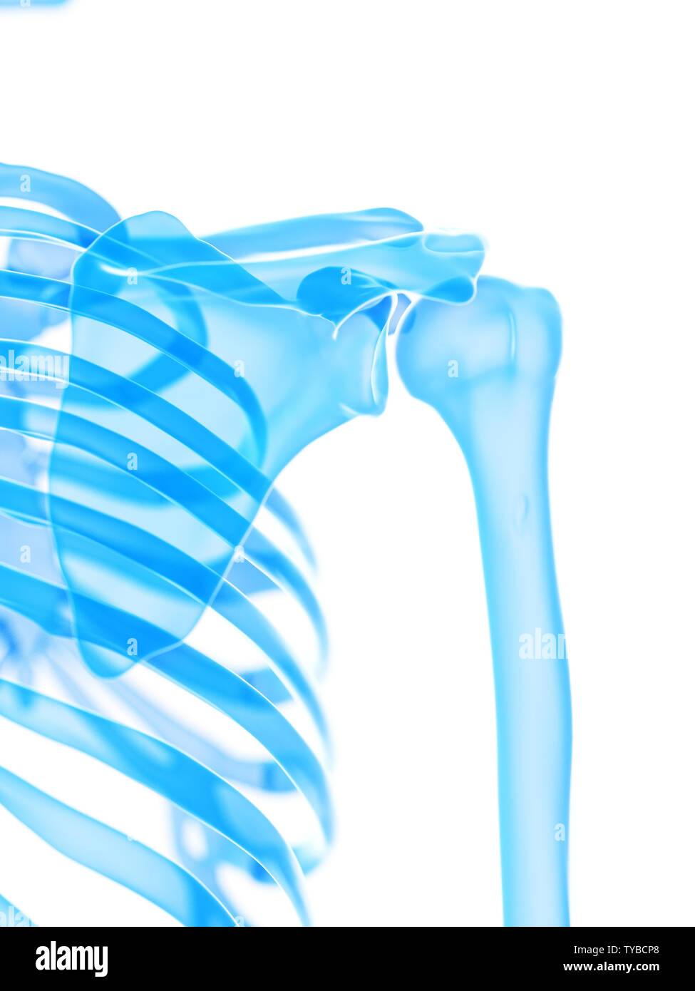 3d rendered medically accurate illustration of the shoulder joint Stock ...