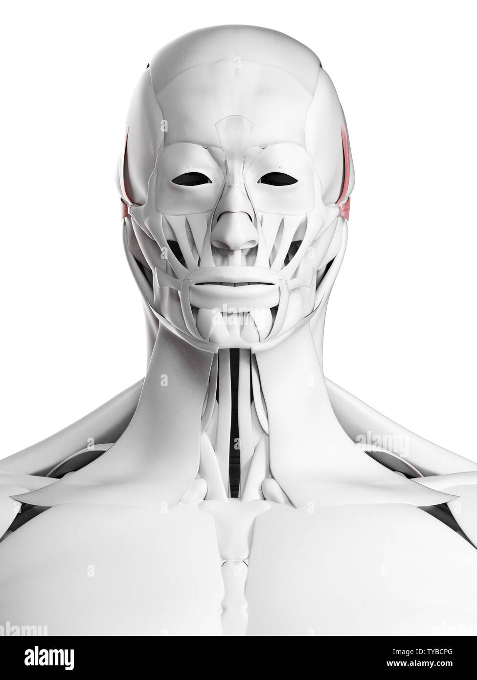 3d rendered medically accurate illustration of the auricularis muscles ...