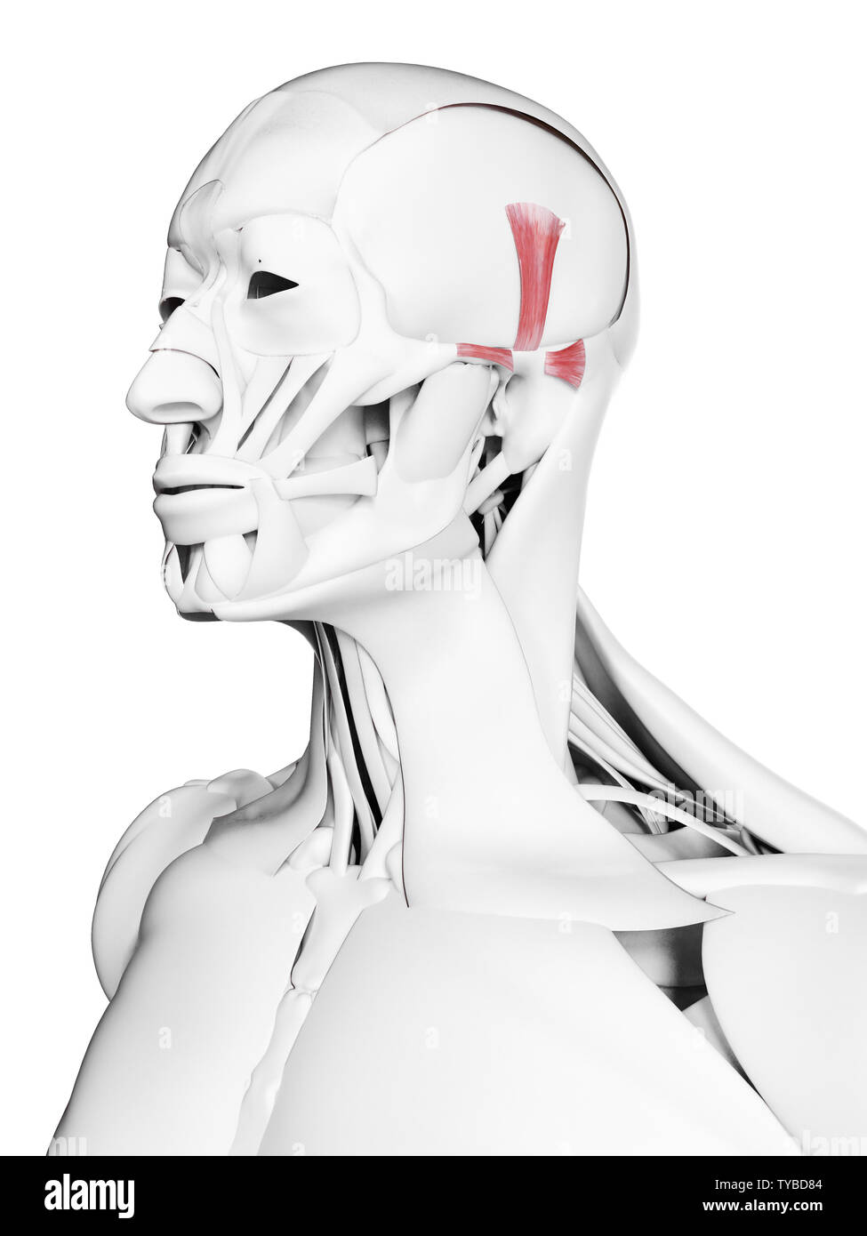 Medical illustration male facial muscles hi-res stock photography and ...