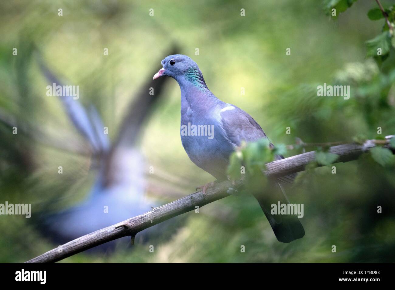 Hollow pigeon | usage worldwide Stock Photo - Alamy