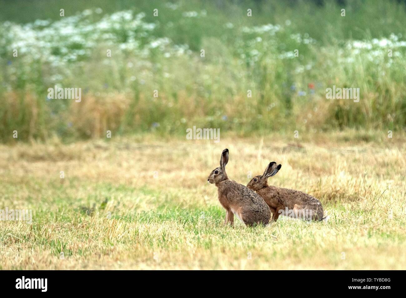 Hare in the field | usage worldwide Stock Photo - Alamy