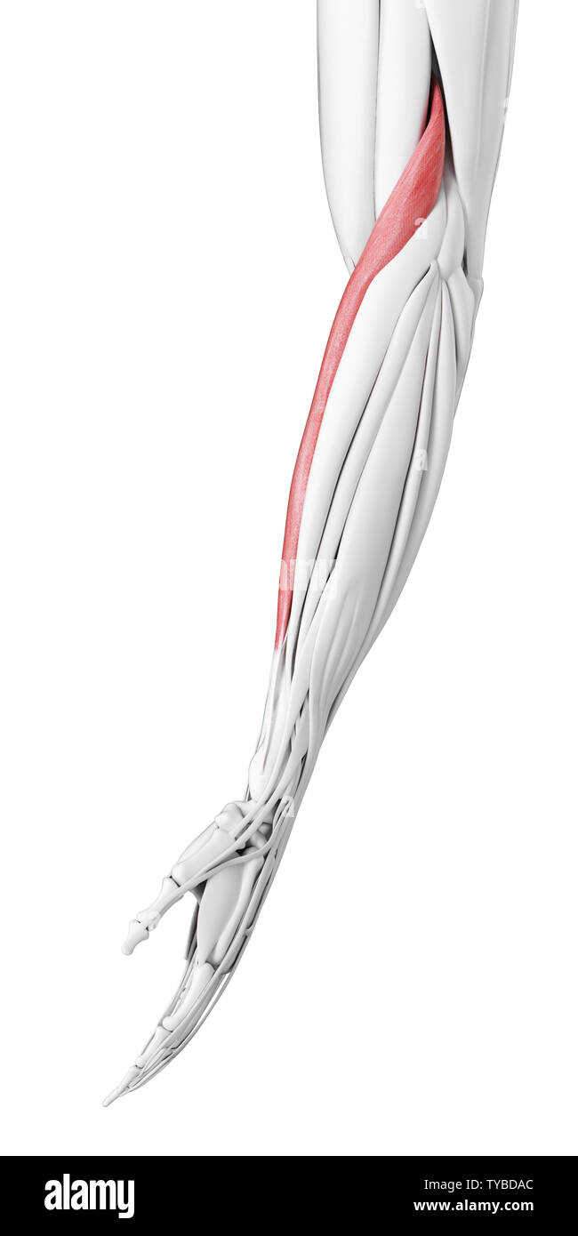 Brachioradialis muscle hi-res stock photography and images - Alamy