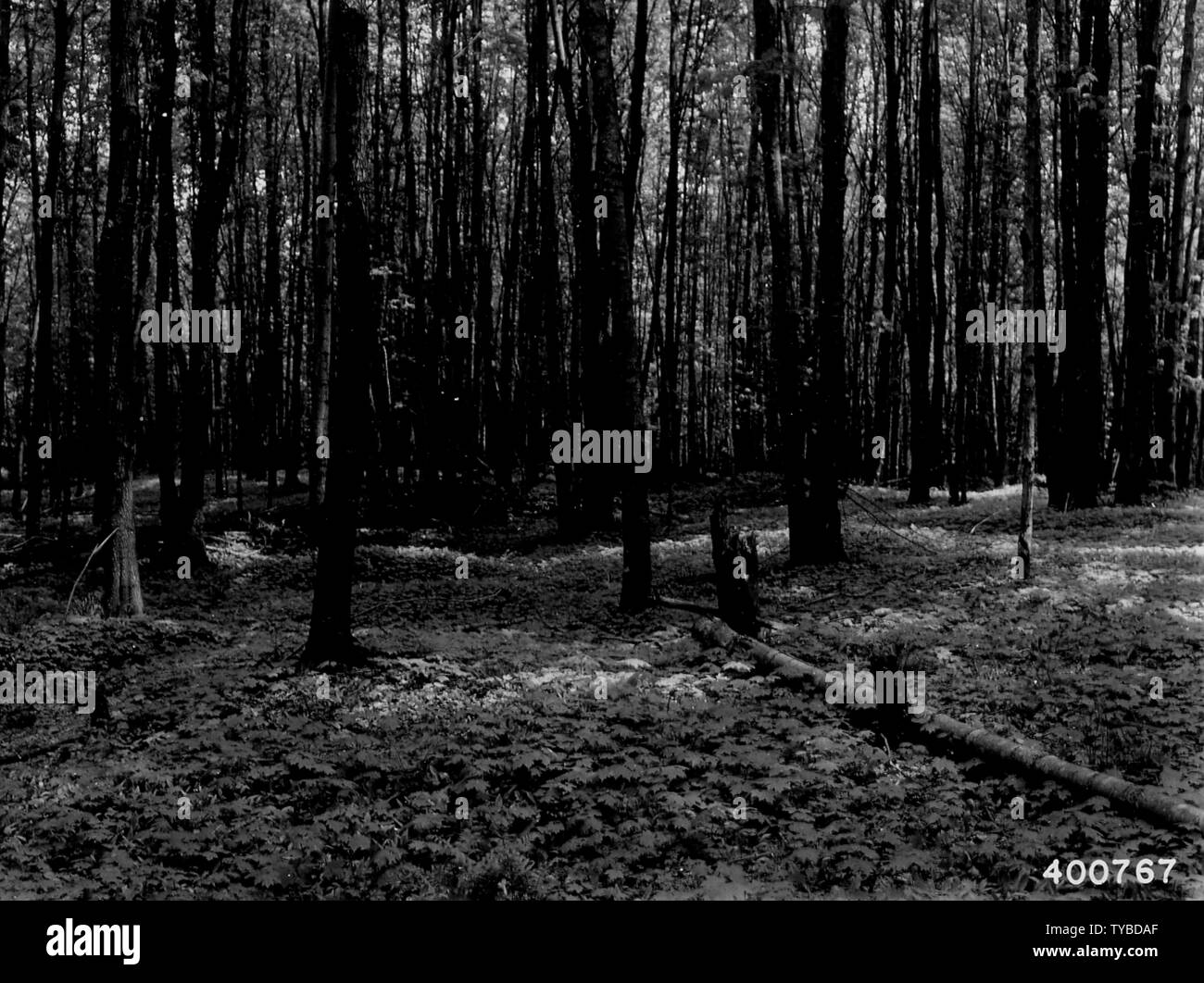 Photograph of Aged Pole Stand of Sugar Maple; Scope and content ...