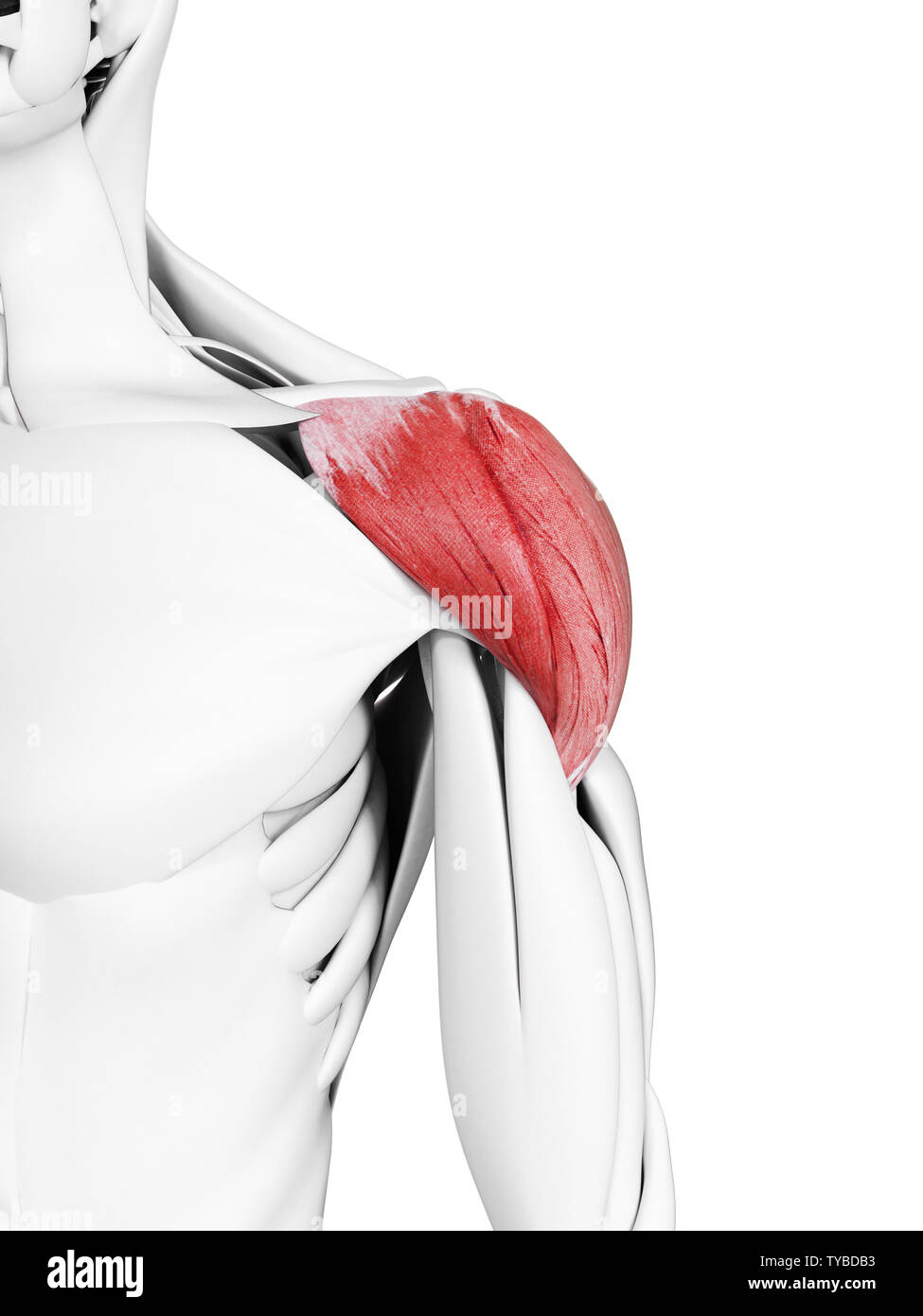 3d rendered medically accurate illustration of the deltoid Stock Photo ...