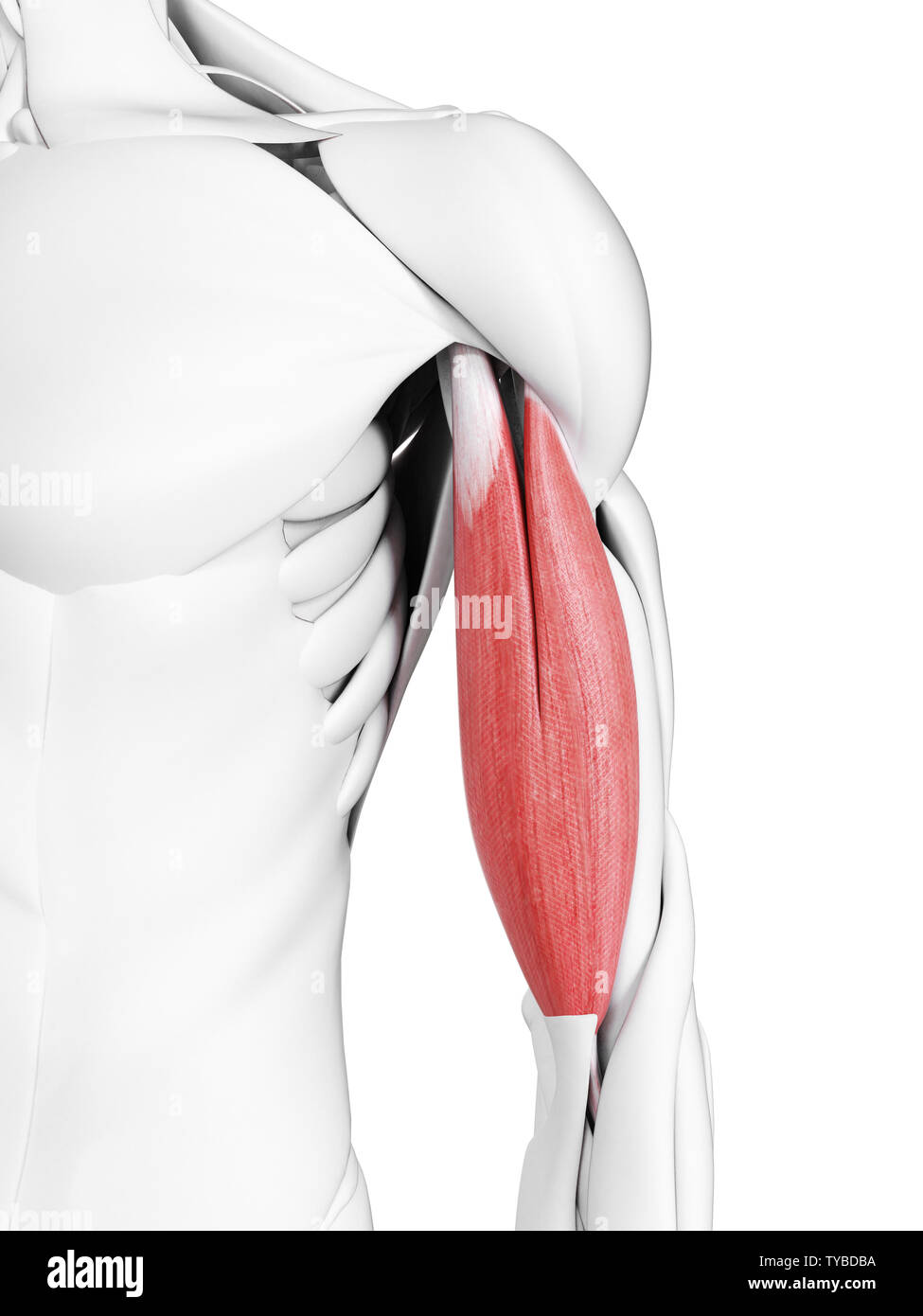 Biceps tendon hi-res stock photography and images - Alamy