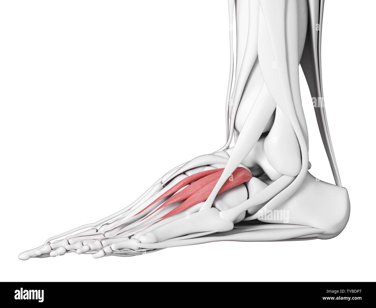 Extensor digitorum brevis hi-res stock photography and images - Alamy