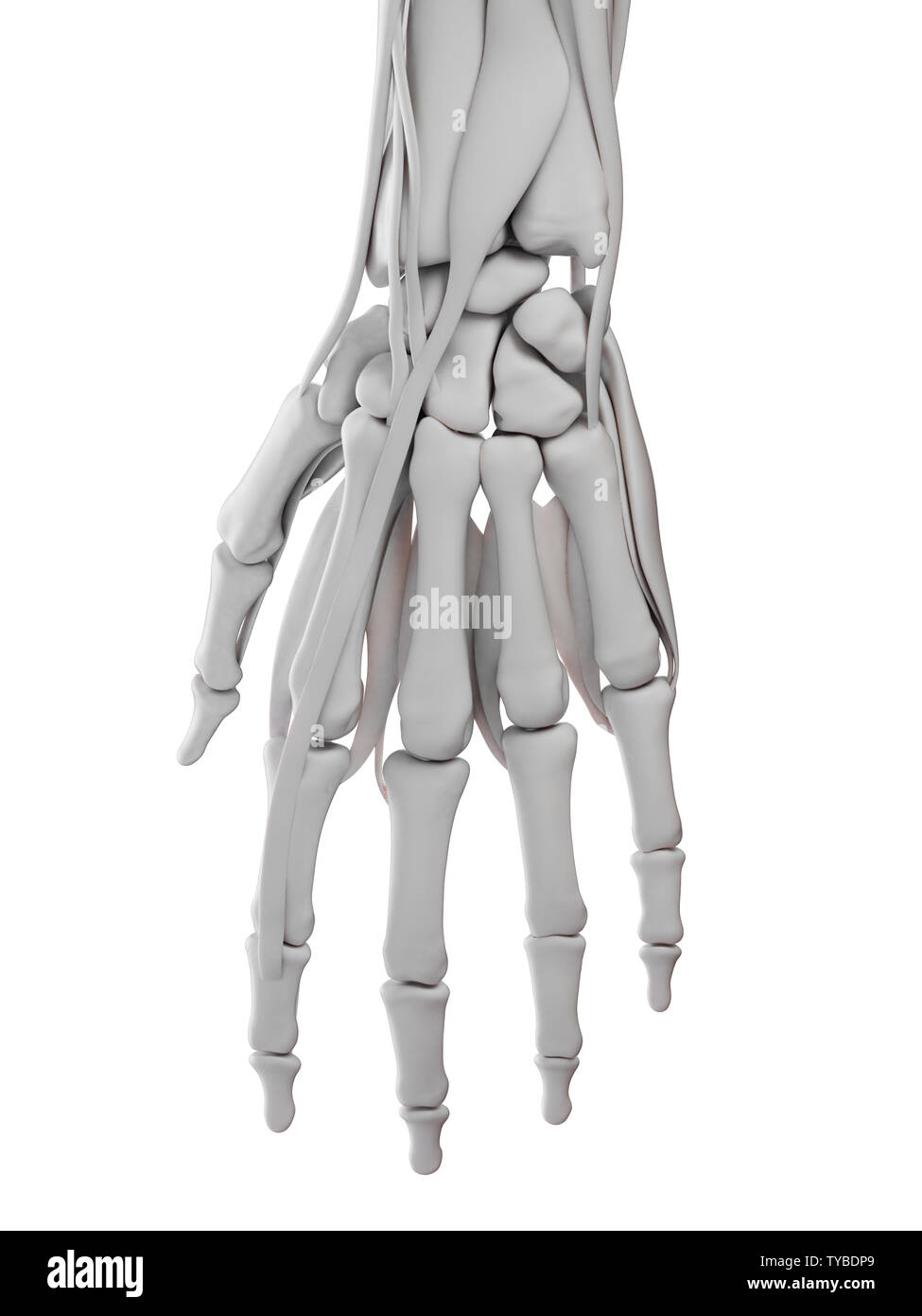 3d rendered medically accurate illustration of the hand anatomy Stock ...