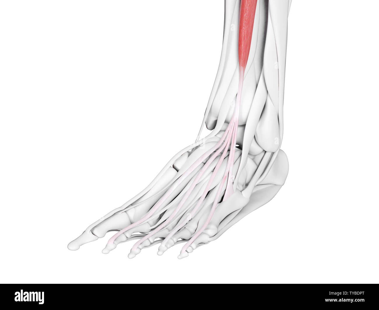 Extensor tendon hi-res stock photography and images - Alamy