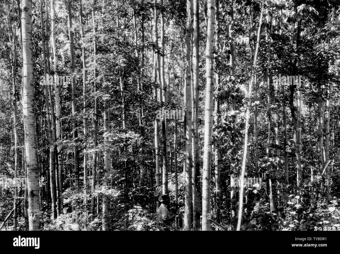 Photograph of Aspen Management Cycle; Scope and content: Original ...