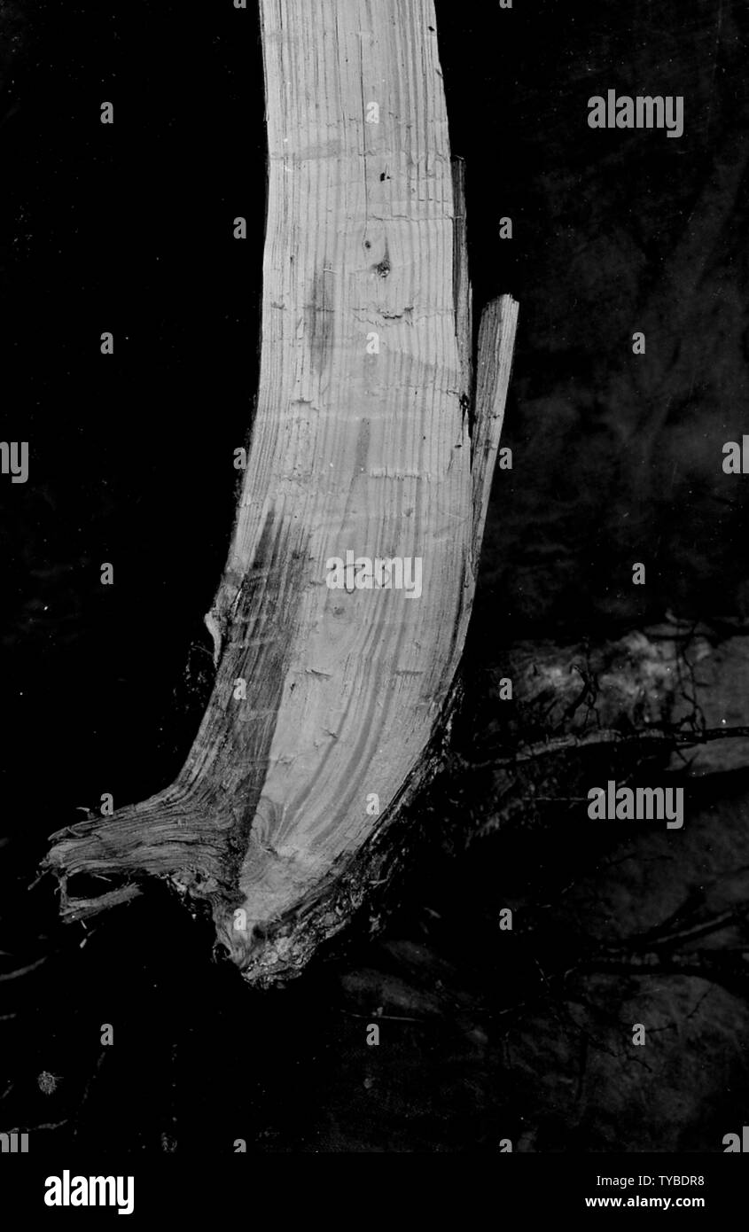 Photograph of Armillaria Root Rot of Young Jack Pine; Scope and content ...