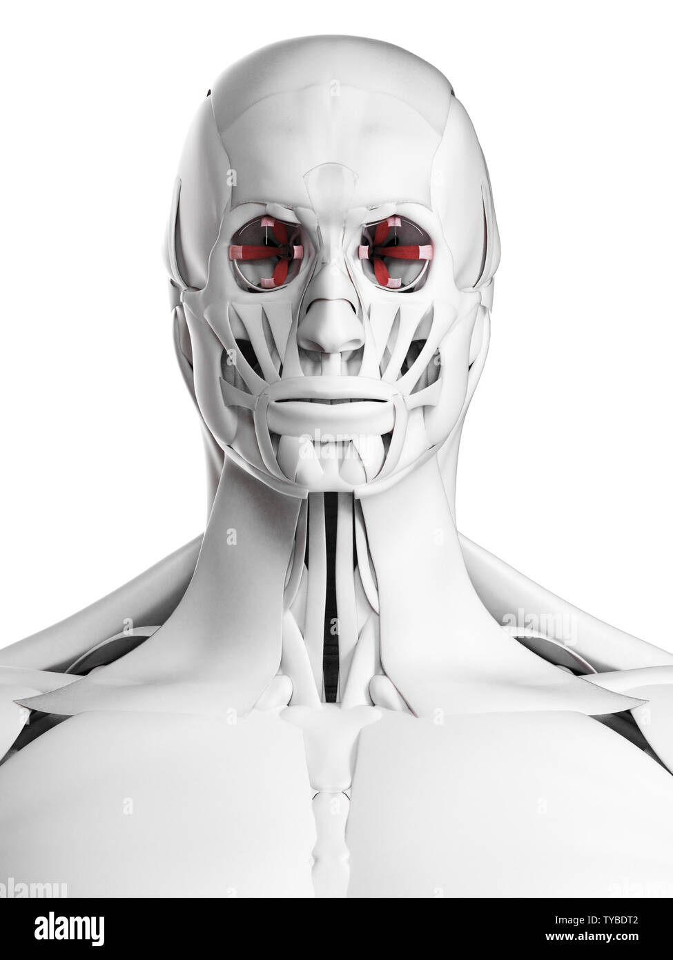 3d rendered medically accurate illustration of the eye muscles Stock ...