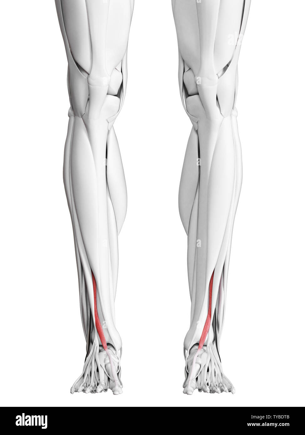 3d rendered medically accurate illustration of the extensor hallucis ...