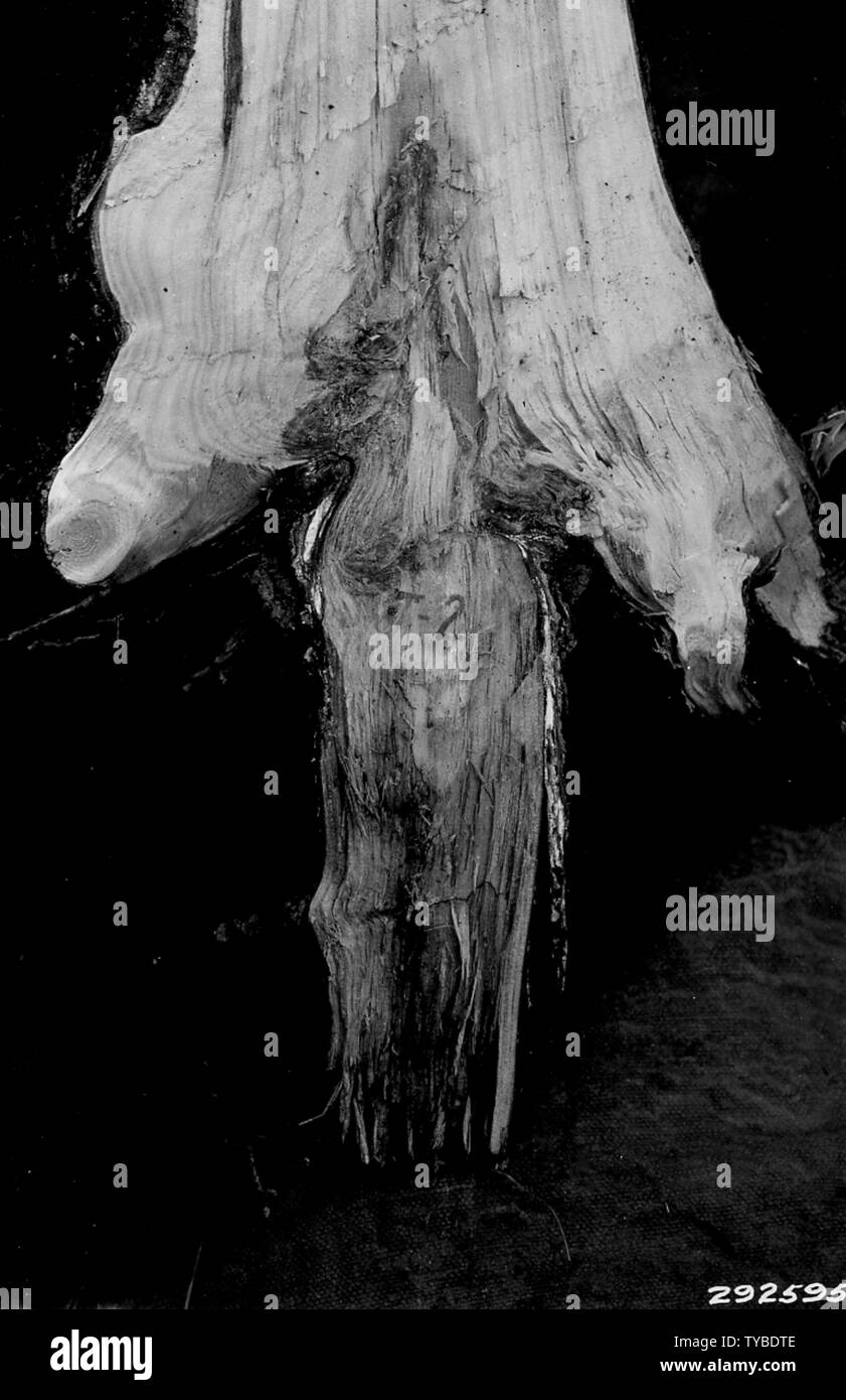 Photograph of Armillaria Root Rot of Young Jack Pine; Scope and content ...