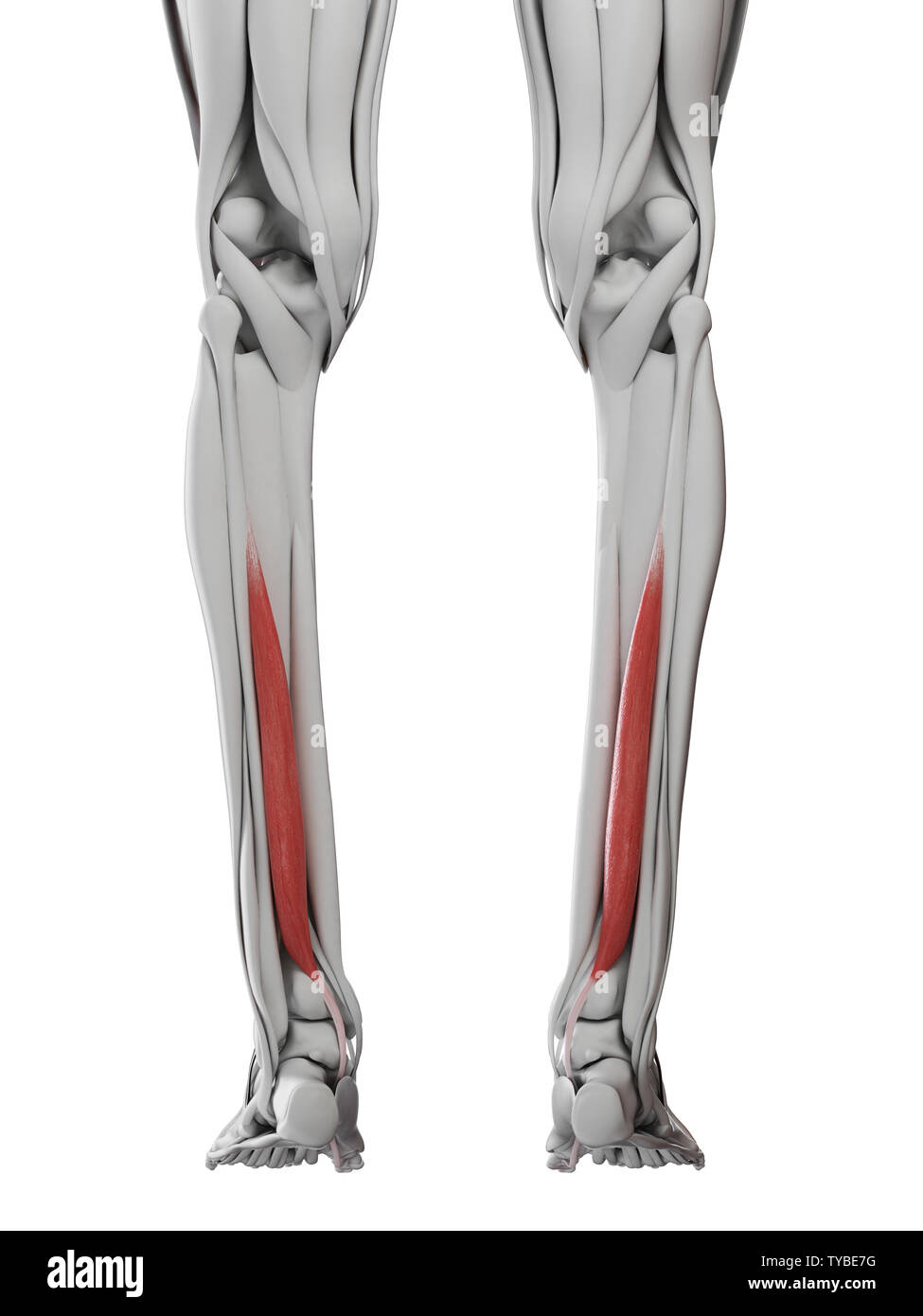 3d rendered medically accurate illustration of the flexor hallucis ...