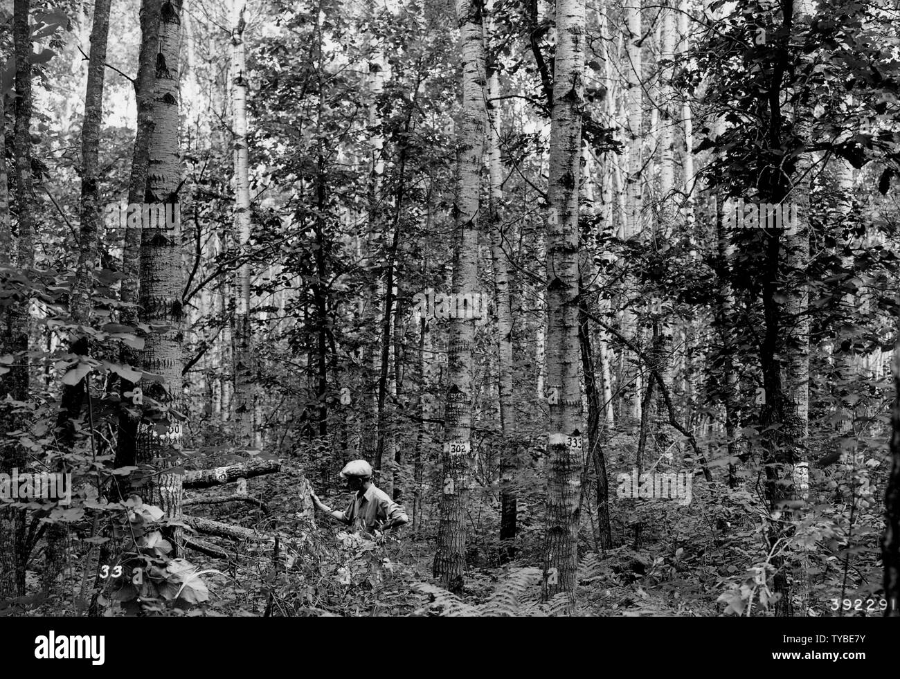 Photograph of Aspen Management Cycle; Scope and content: Original ...