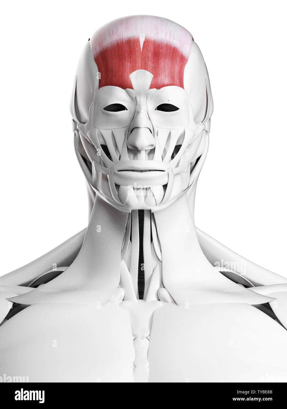 Frontalis muscle hi-res stock photography and images - Alamy