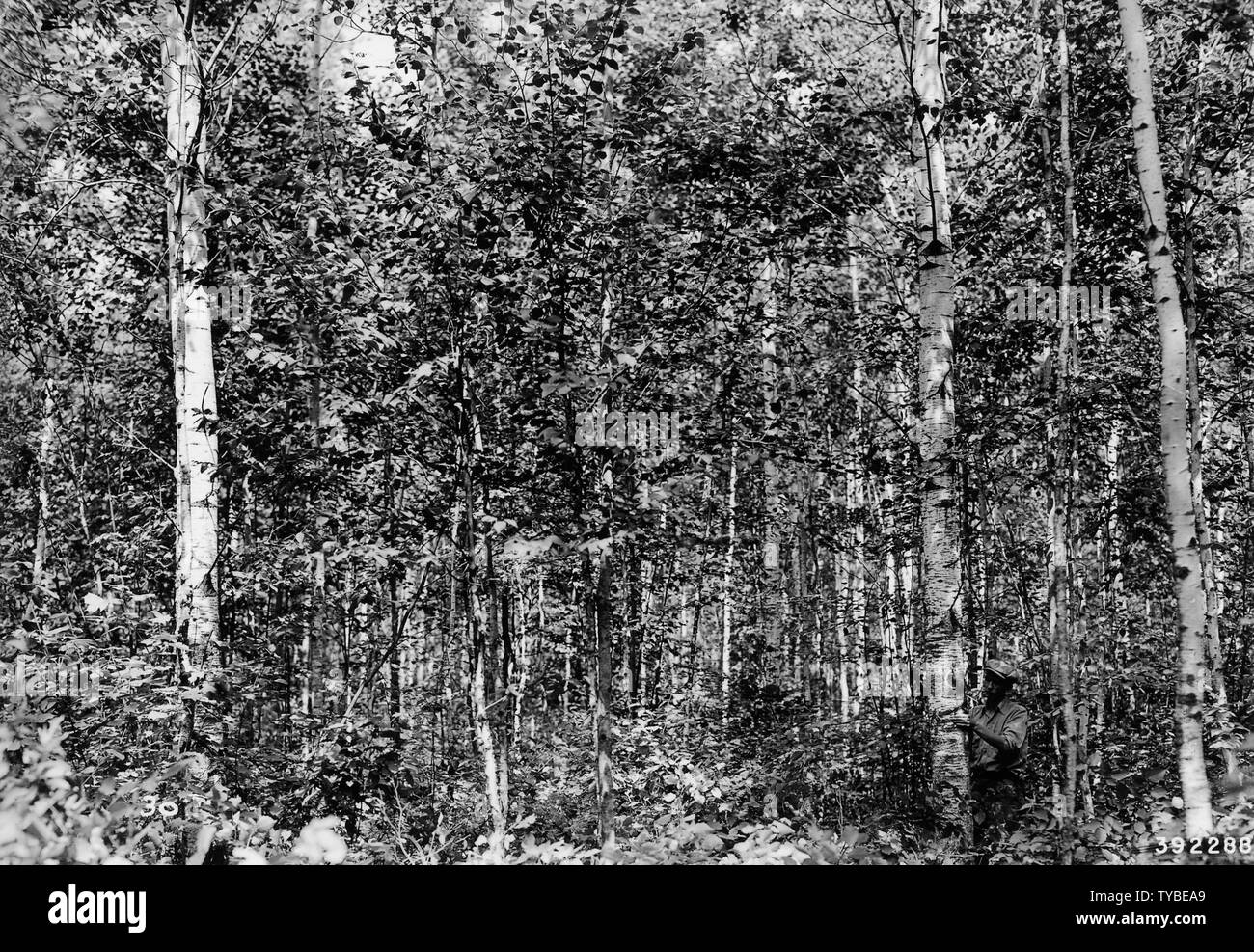 Photograph of Aspen Management Cycle; Scope and content: Original ...