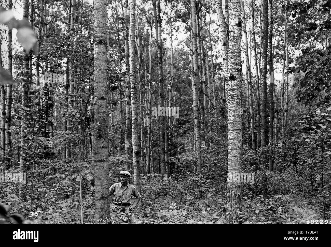 Photograph of Aspen Management Cycle; Scope and content: Original ...