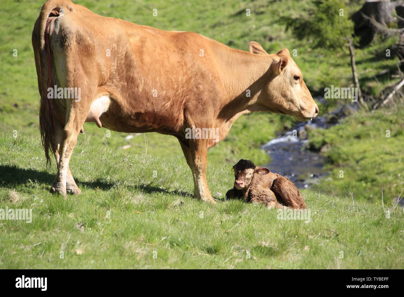 Cow giving birth calf hi-res stock photography and images - Alamy