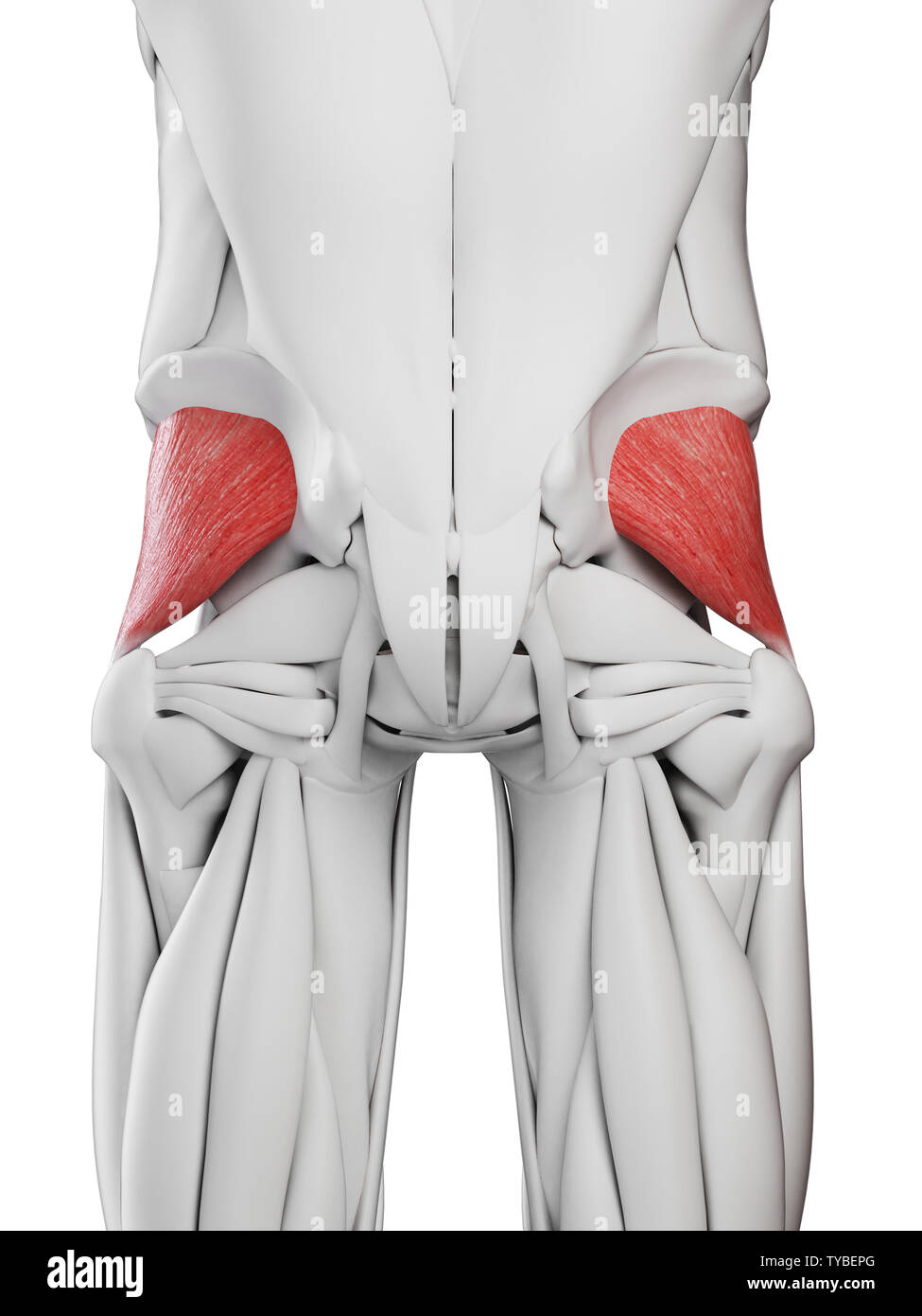 3d rendered medically accurate illustration of the gluteus minimus ...