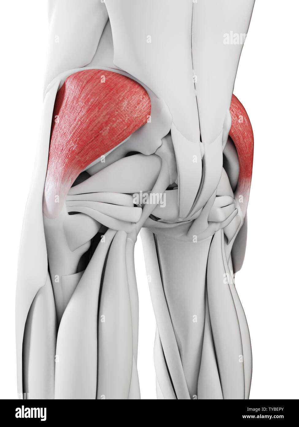 3d rendered medically accurate illustration of the gluteus medius Stock ...