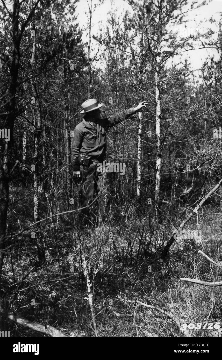 Photograph of Bark Beetle and Ips Damage; Scope and content: Original ...