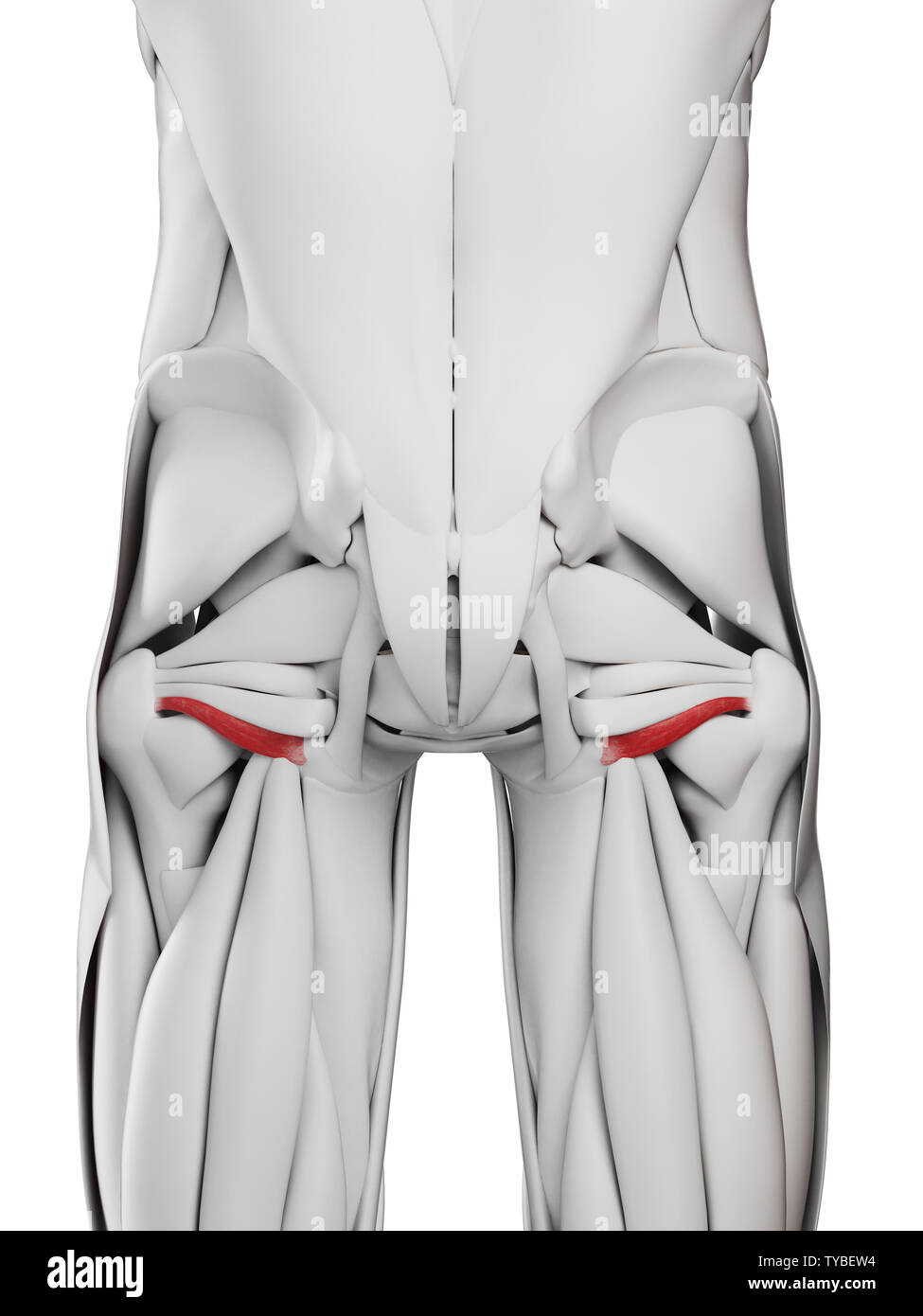 3d rendered medically accurate illustration of the inferior gemellus ...