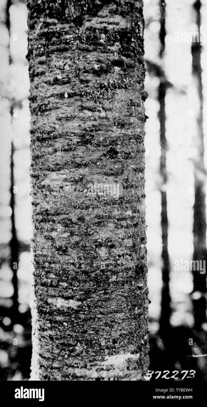 Photograph of Balsam Tree Bark; Scope and content: Original caption ...