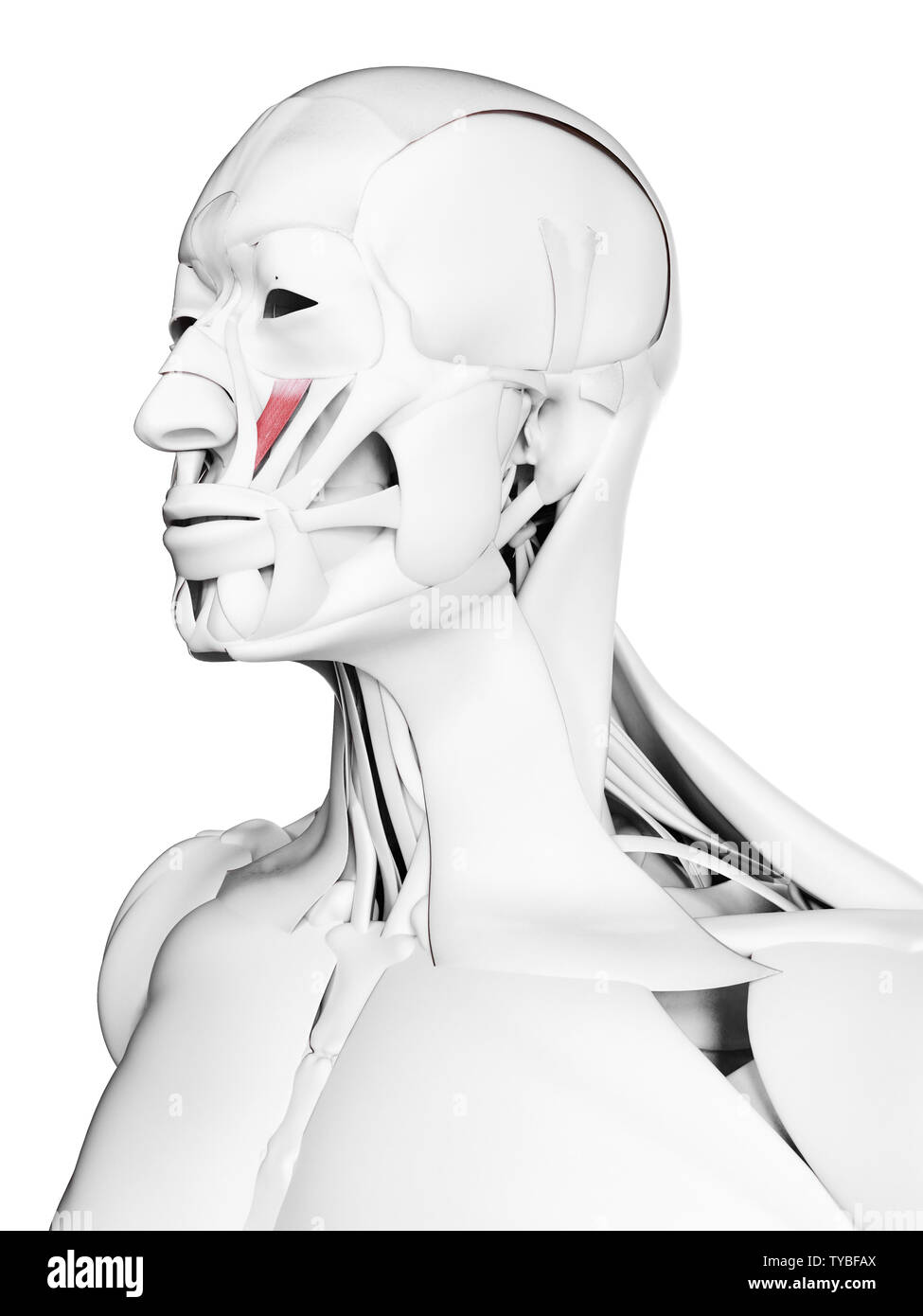 3d rendered medically accurate illustration of the levator labii ...