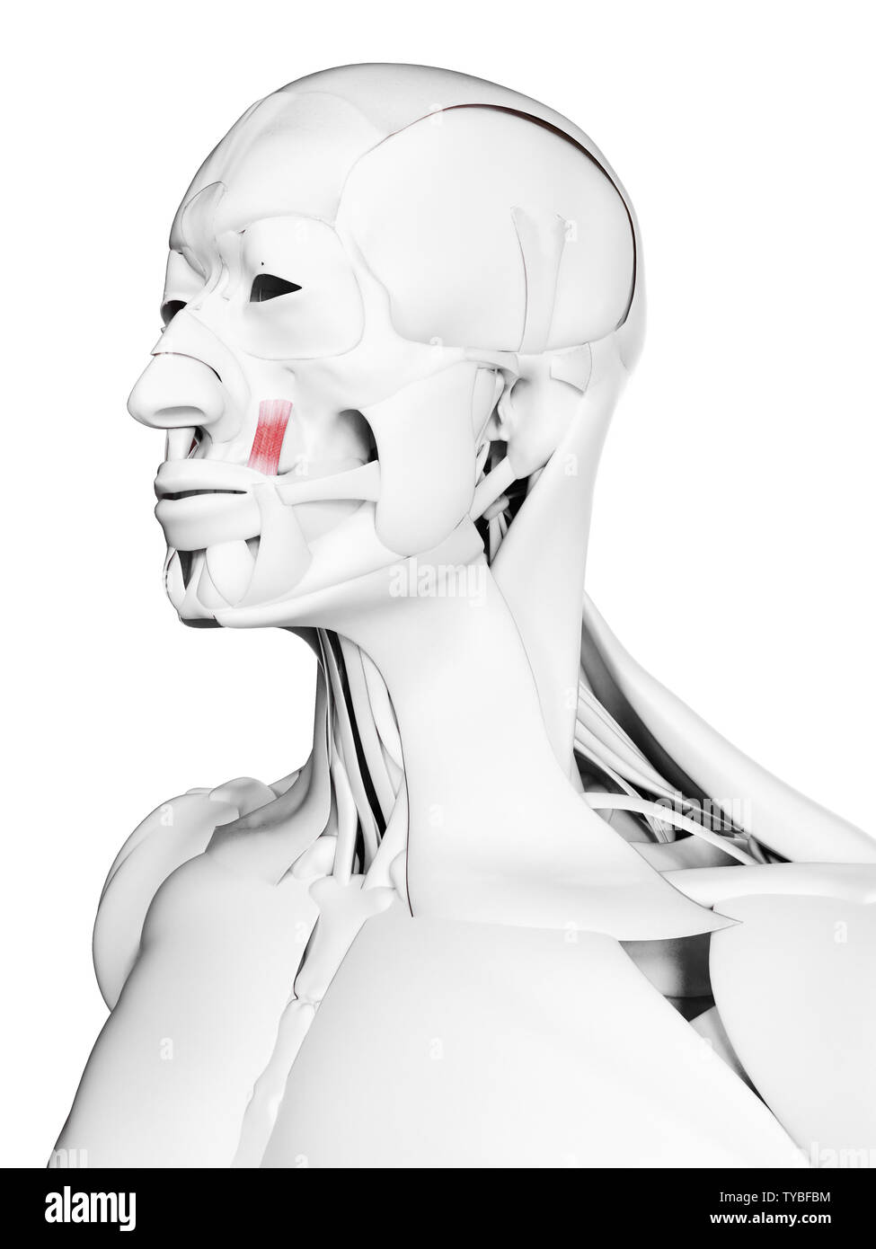 3d rendered medically accurate illustration of the levator anguli oris ...