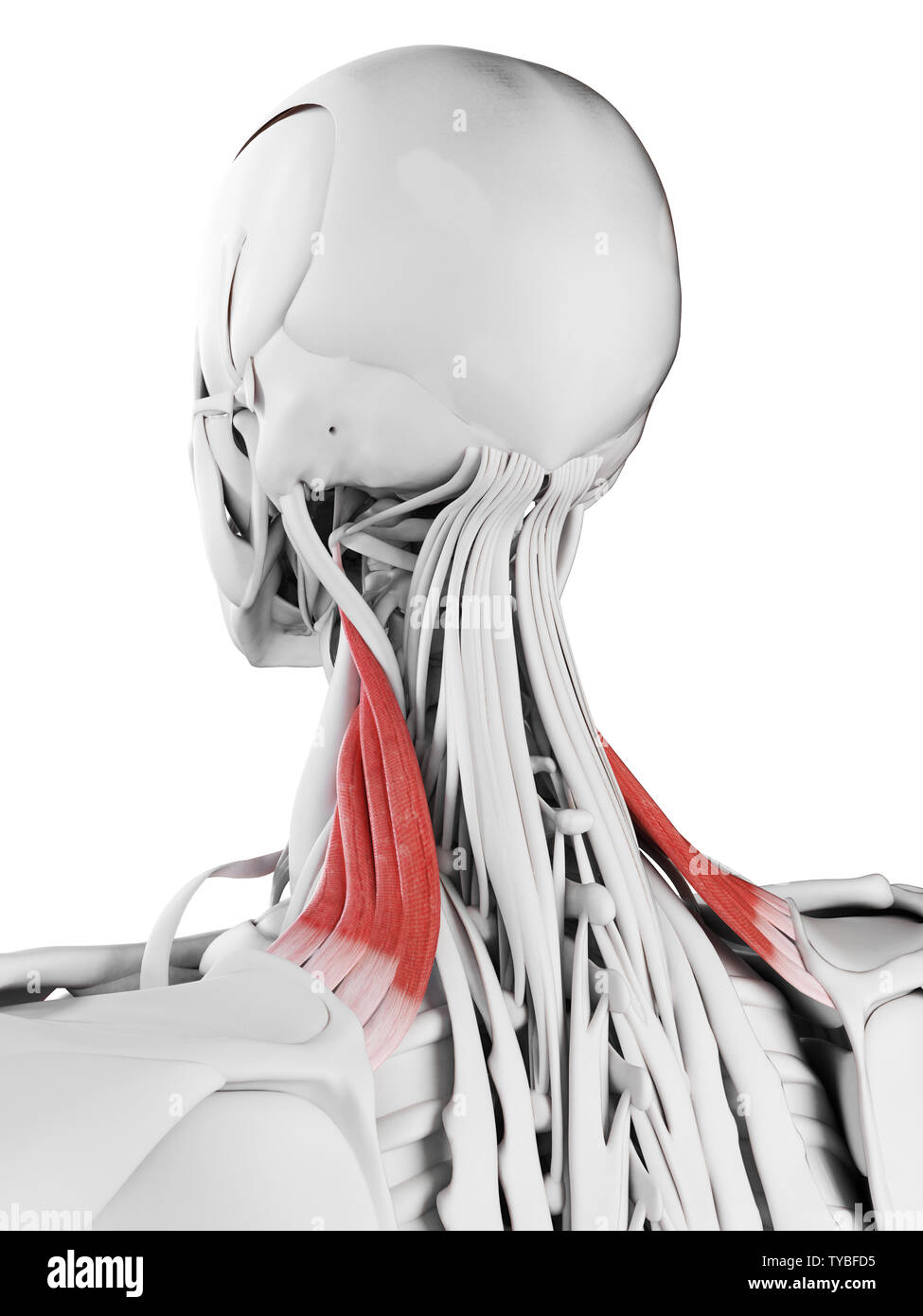 3d rendered medically accurate illustration of the levator scapularis ...