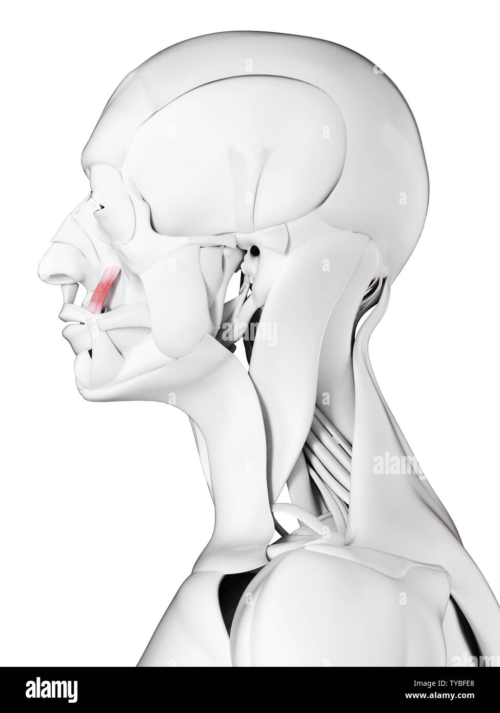 Anguli hi-res stock photography and images - Alamy