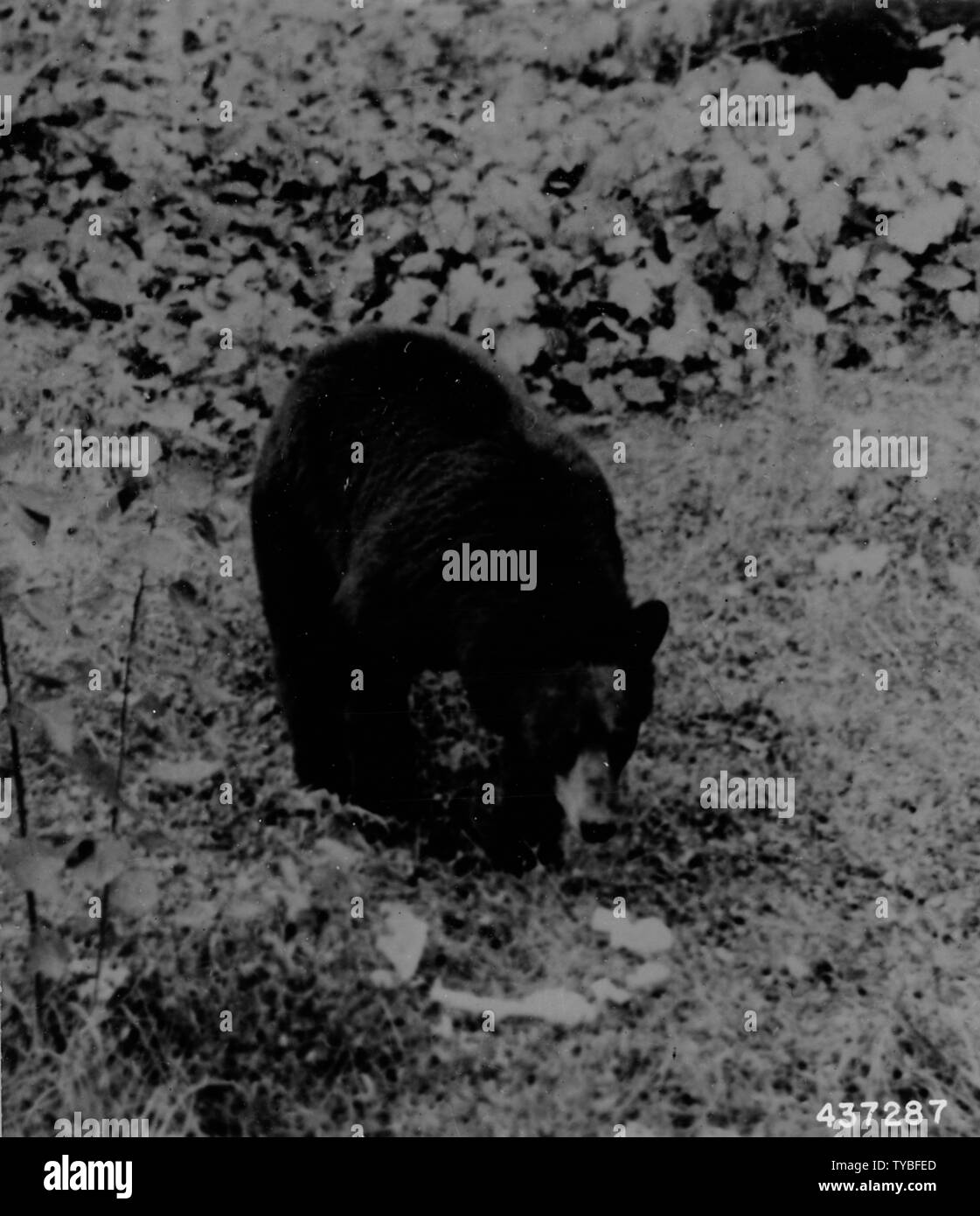 Photograph of Bear in His Natural Habitat; Scope and content: Original ...