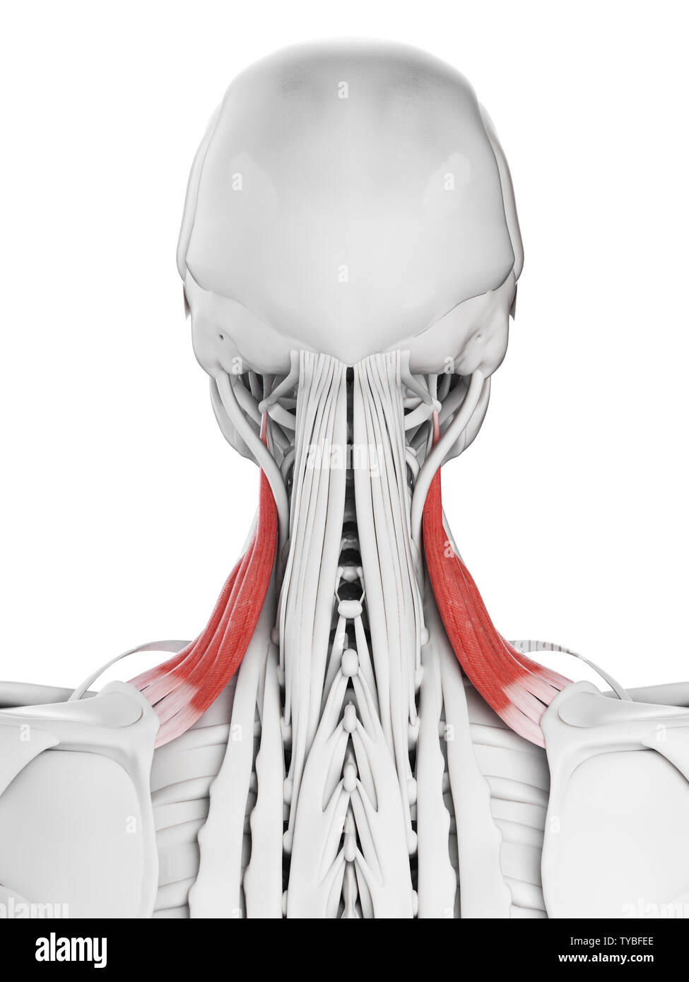 3d rendered medically accurate illustration of the levator scapularis ...
