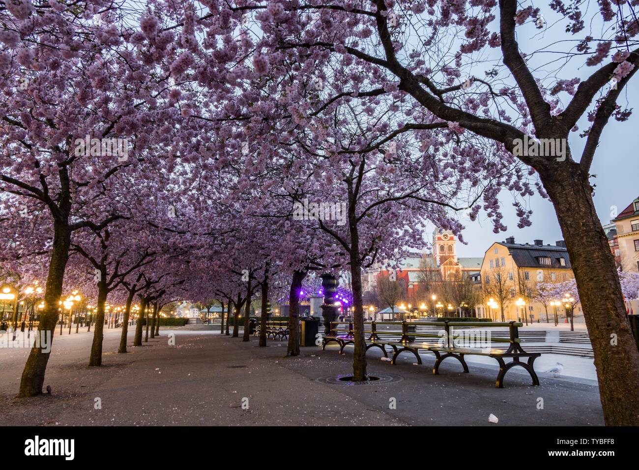 Stockholm, Sweden The cherry blossoms in the Kungstradgarden park, or ...
