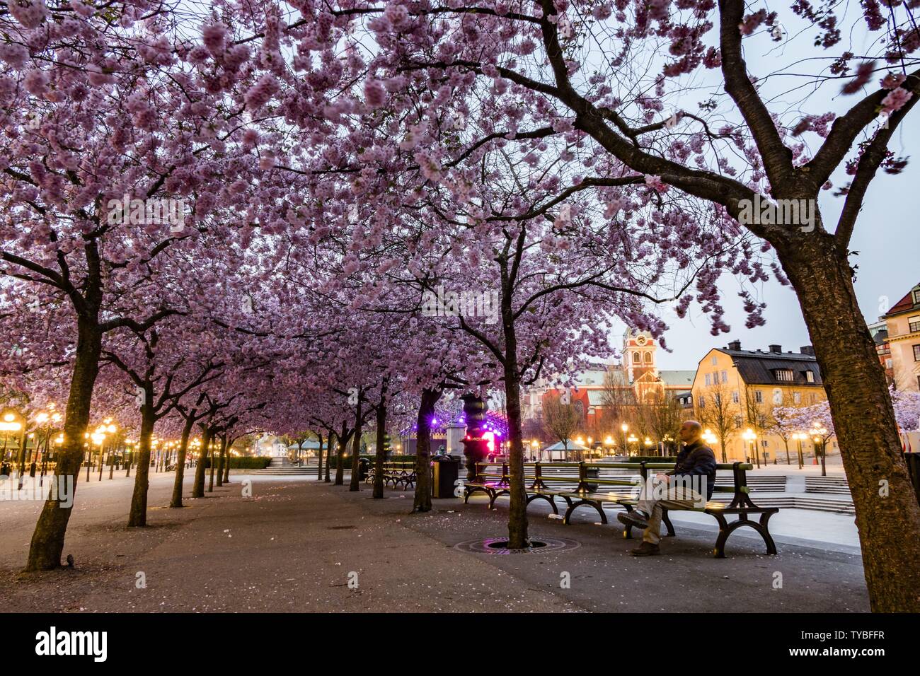 Stockholm, Sweden The cherry blossoms in the Kungstradgarden park, or ...