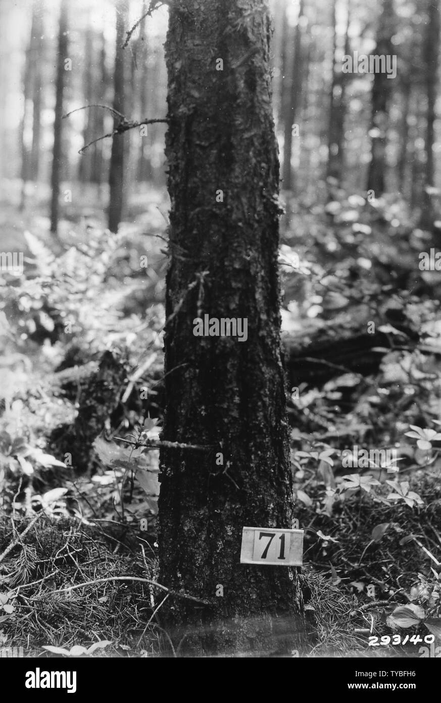 Photograph of Basal Infection Jack Pine Gail on Fifth Trees; Scope and ...