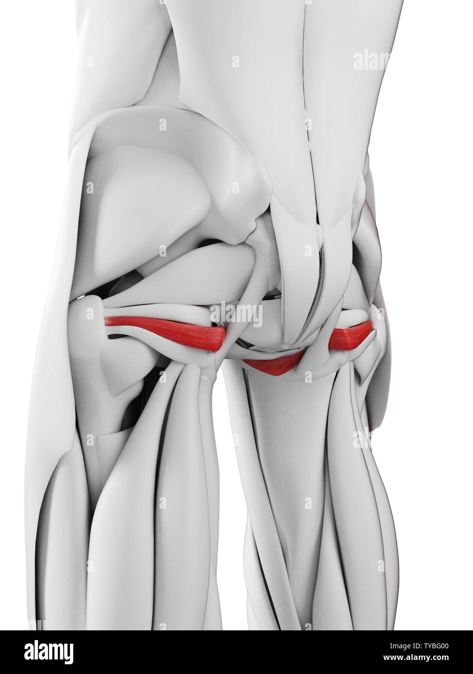 3d rendered medically accurate illustration of the obturator internus ...