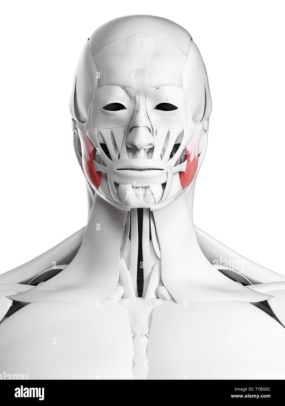 3d rendered medically accurate illustration of the superior masseter ...