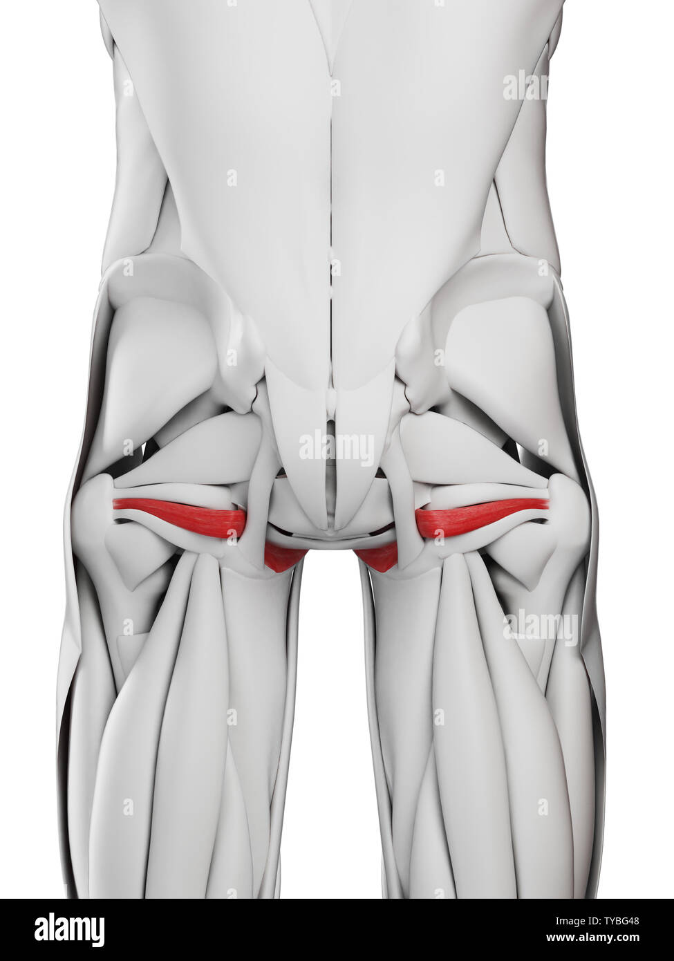 Obturator internus muscle hi-res stock photography and images - Alamy