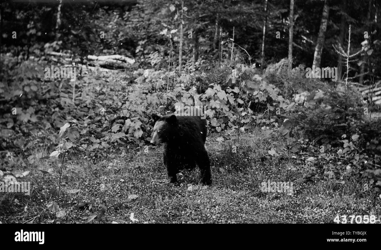 Photograph of Black Bear; Scope and content: Original caption: Black ...