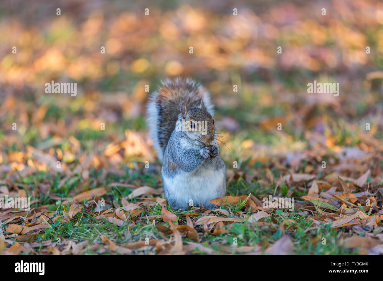 Little squirrel in the woods in Washington Stock Photo - Alamy