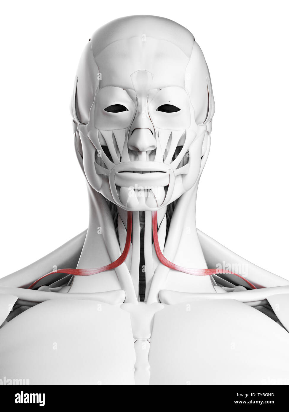 3d rendered medically accurate illustration of the omohyoid Stock Photo ...