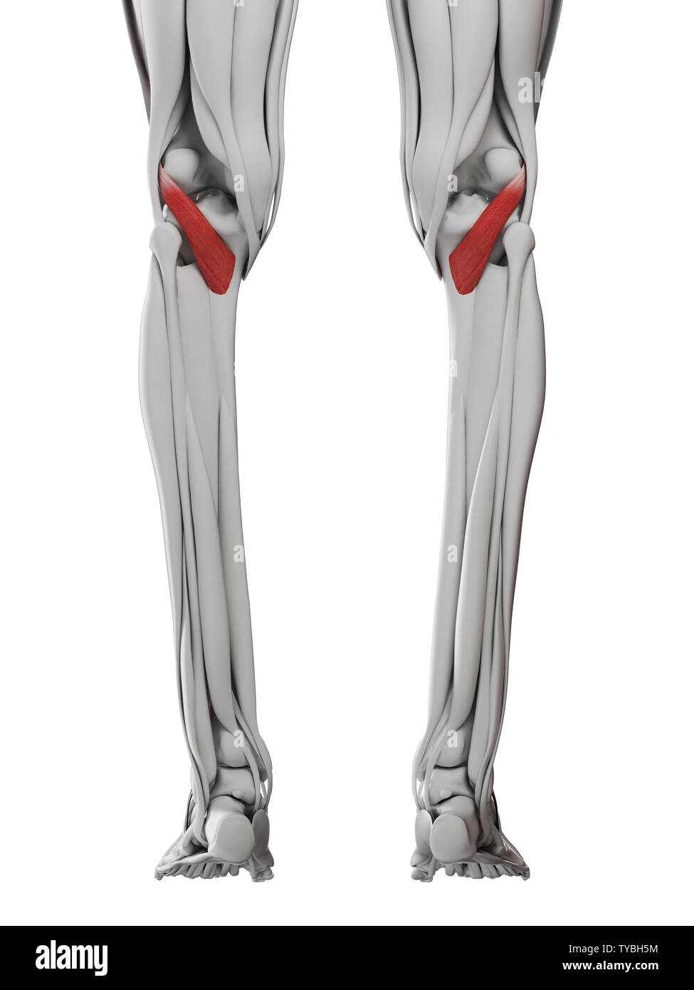 Popliteus muscle hi-res stock photography and images - Alamy