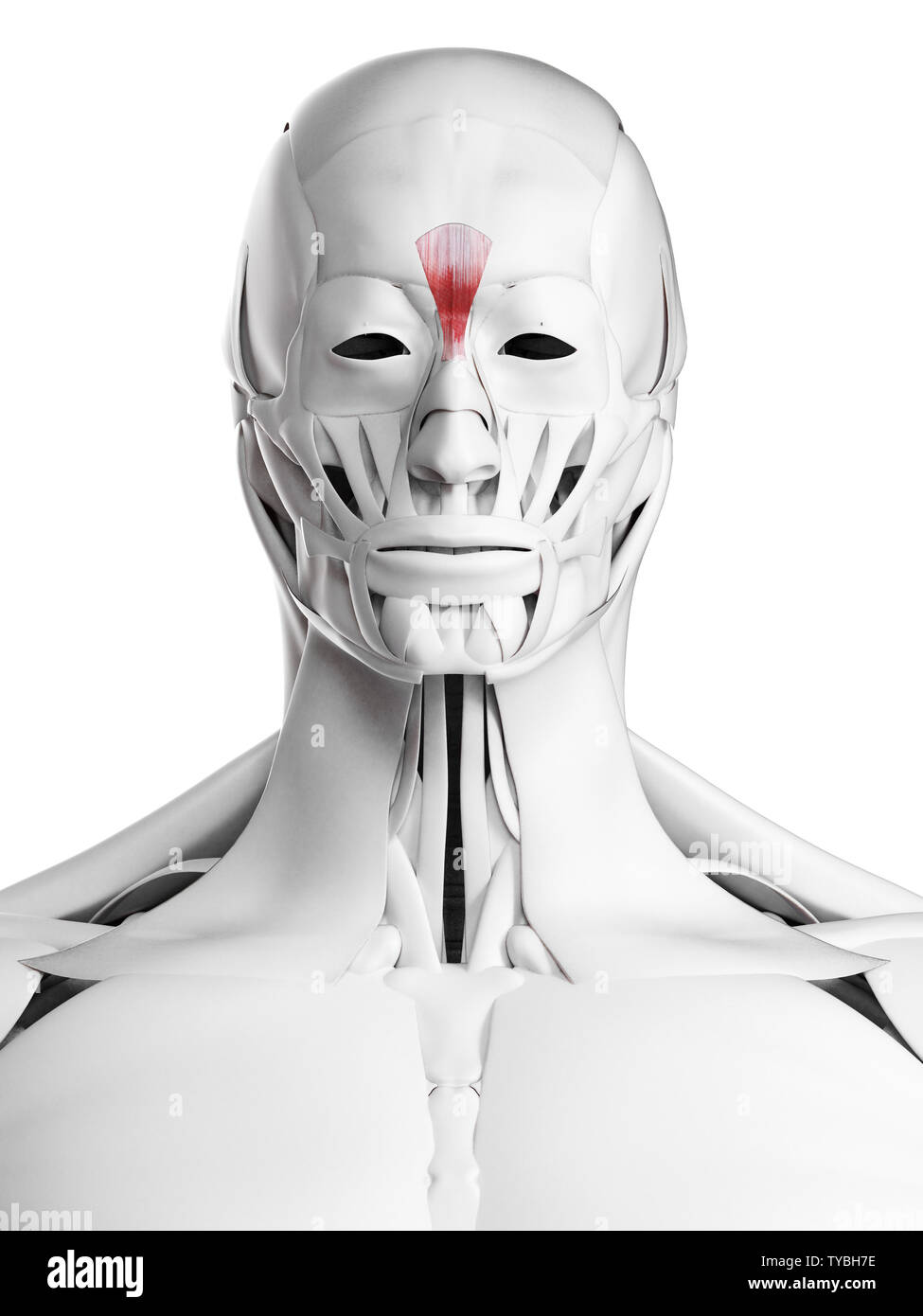 Procerus hi-res stock photography and images - Alamy