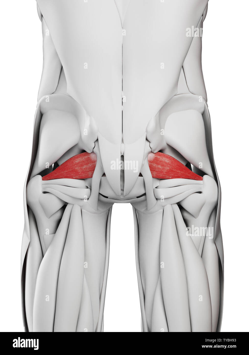 3d rendered medically accurate illustration of the piriformis Stock ...