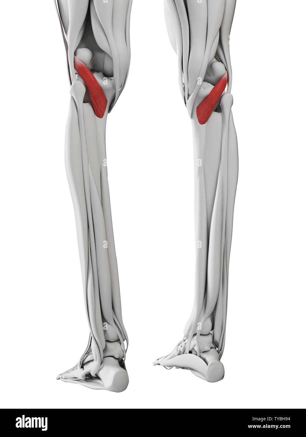 Popliteus muscle hi-res stock photography and images - Alamy