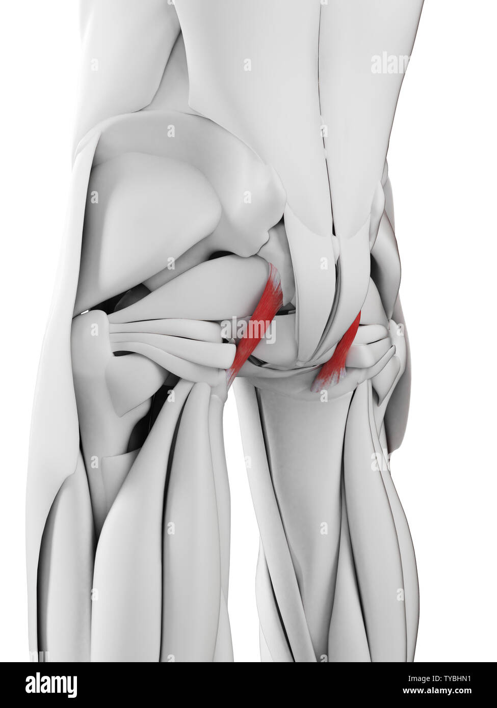 3d rendered medically accurate illustration of the sacrotuberous ...