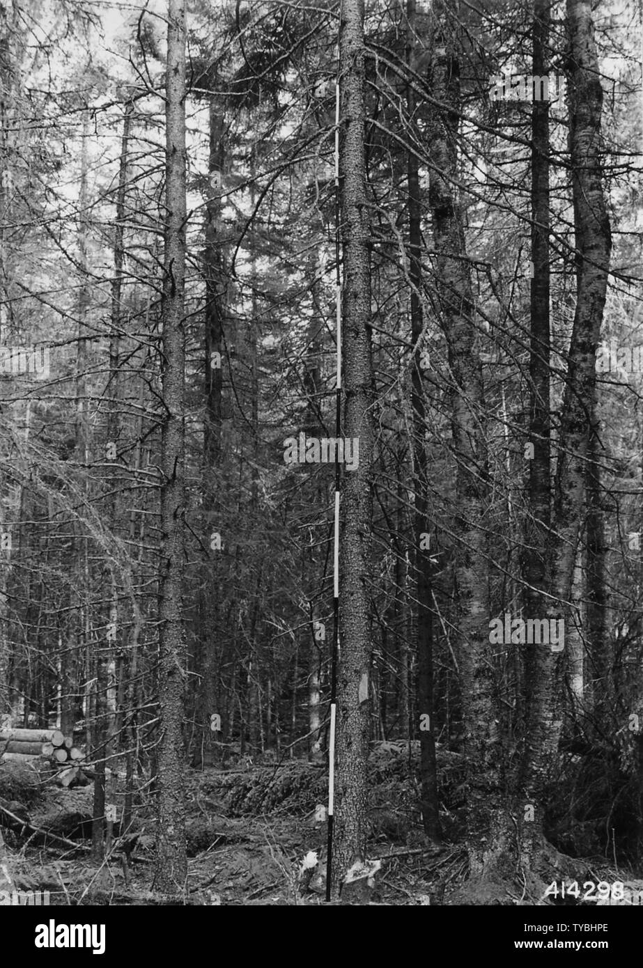 Photograph of Bole of Black Spruce Tree; Scope and content: Original ...